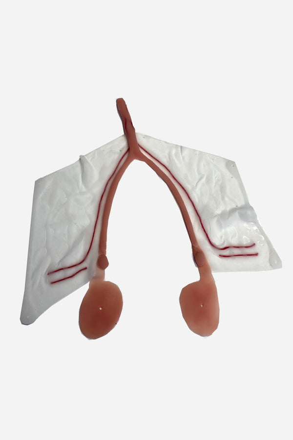 Canine Spay Model - Uteri - The Adelaide Store